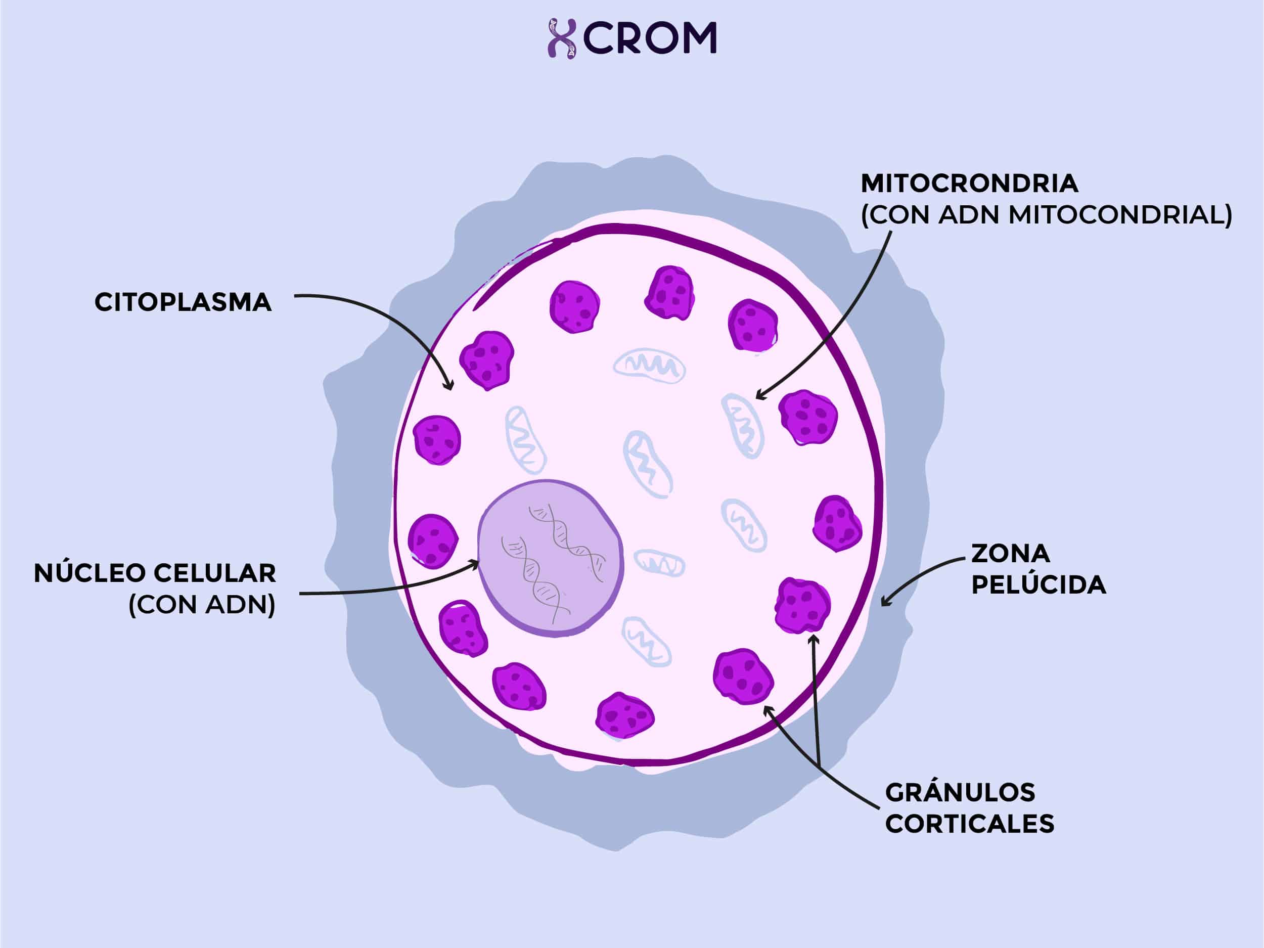 Diagrama De Ovulo Cuando El óvulo Es Captado Por La Trompa Uterina Se